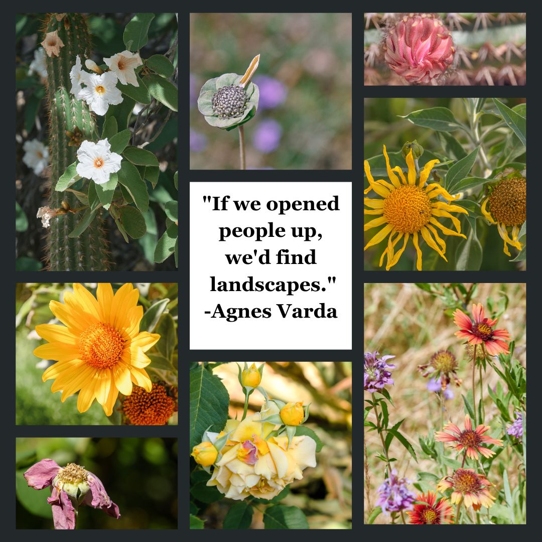 Nature Grief Reflection – Beautiful Bittersweet Life